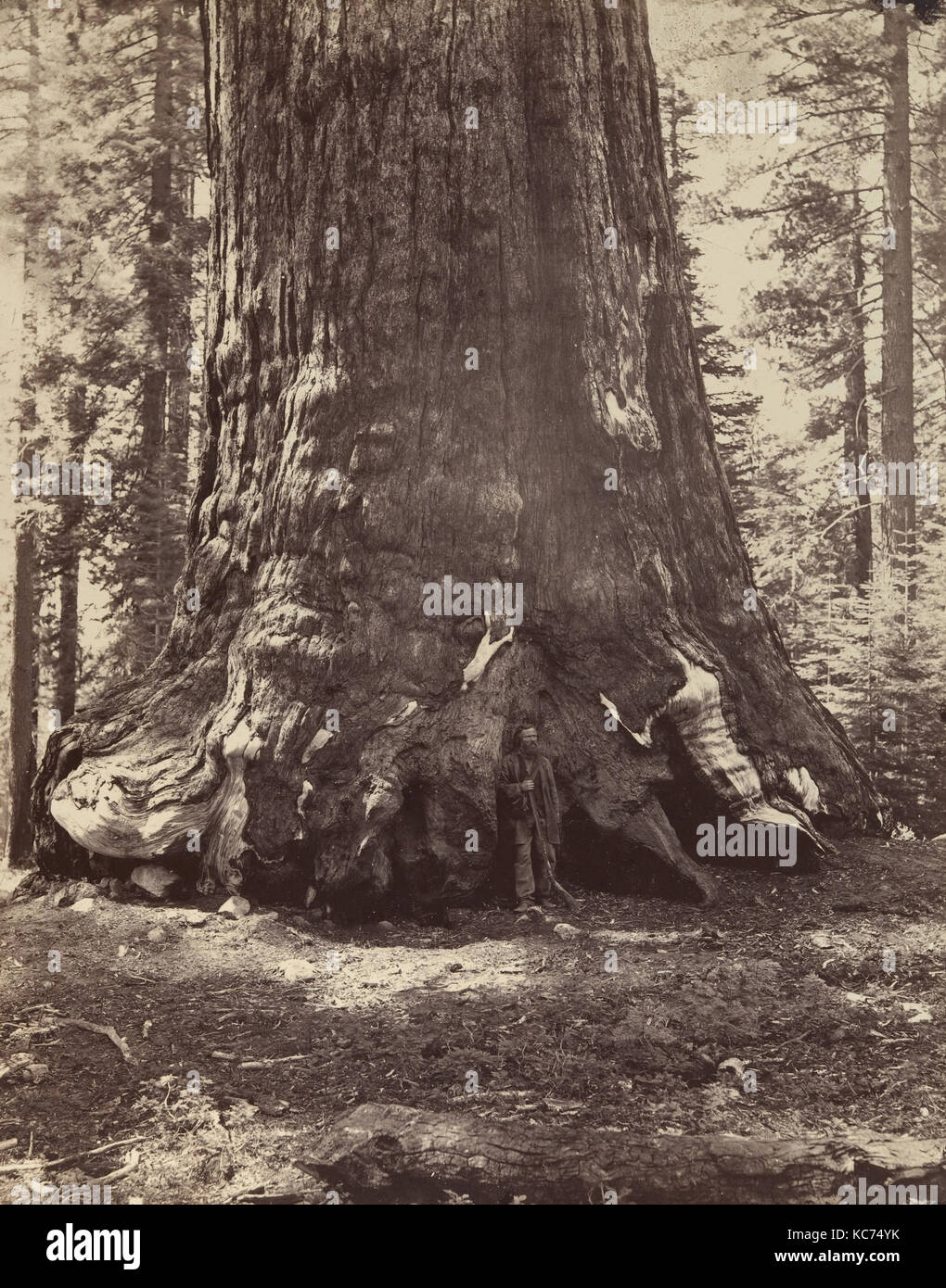 Section of the Grizzly Giant with Galen Clark, Mariposa Grove, Yosemite ...