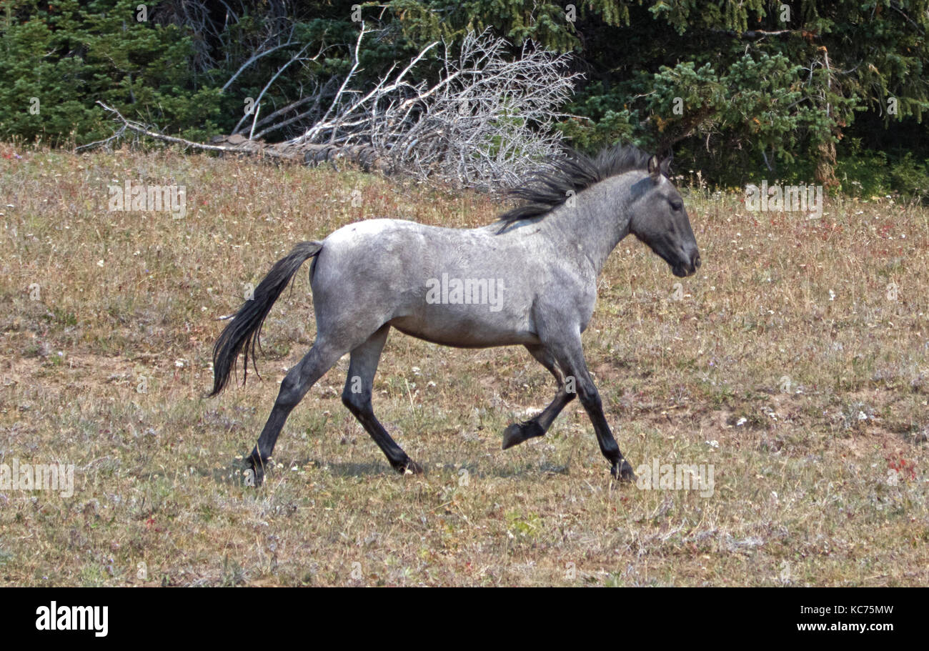 Blue Roan Horses Running