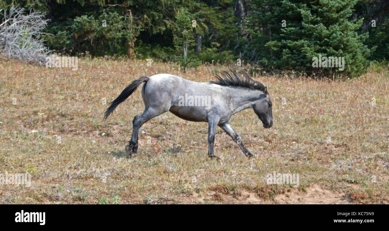 Blue Roan Horses Running