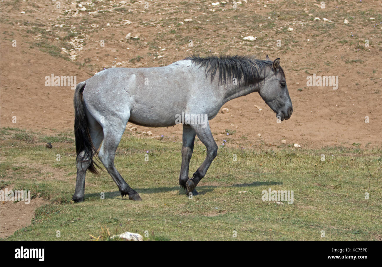 Wild Horse Mustang Blue Roan High Resolution Stock Photography and ...