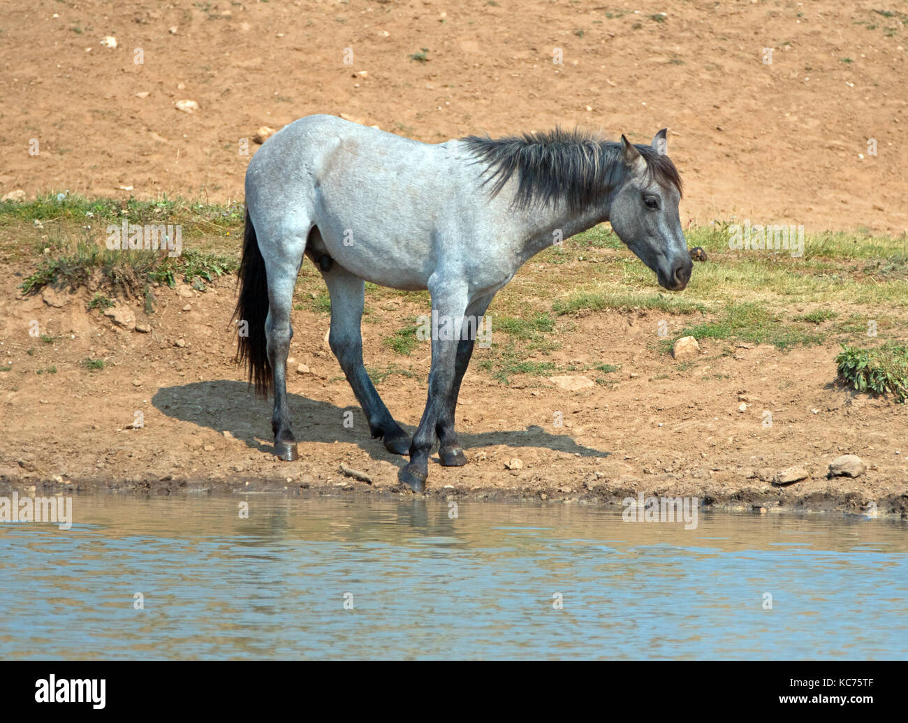 Wild Horse Mustang Blue Roan High Resolution Stock Photography and ...