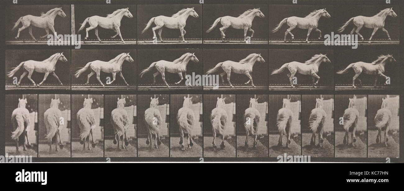 Animal movements phases hi-res stock photography and images - Alamy