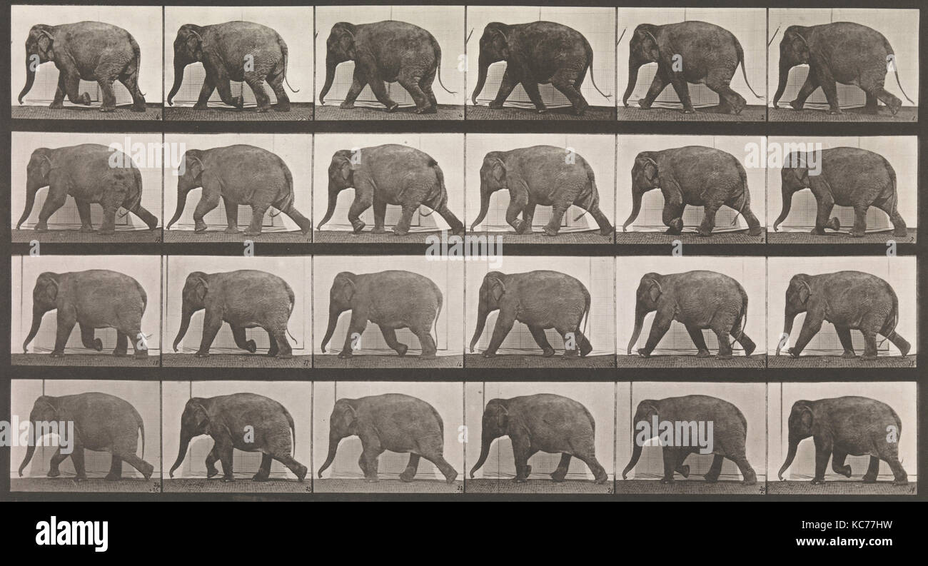 Animal Locomotion. An Electro-Photographic Investigation of Consecutive ...