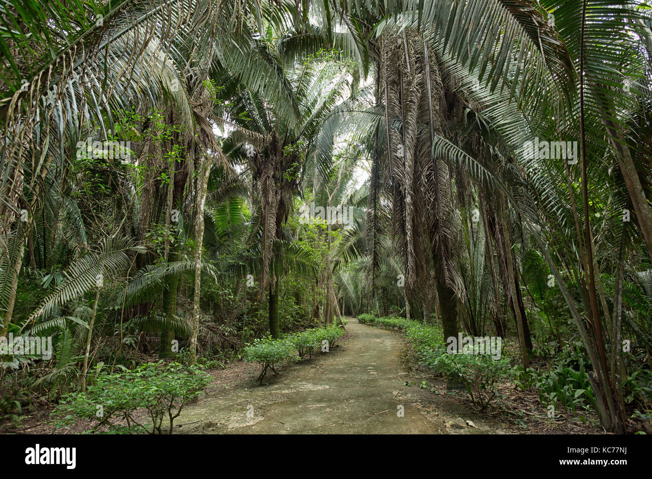 path leading through the jungle Stock Photo - Alamy