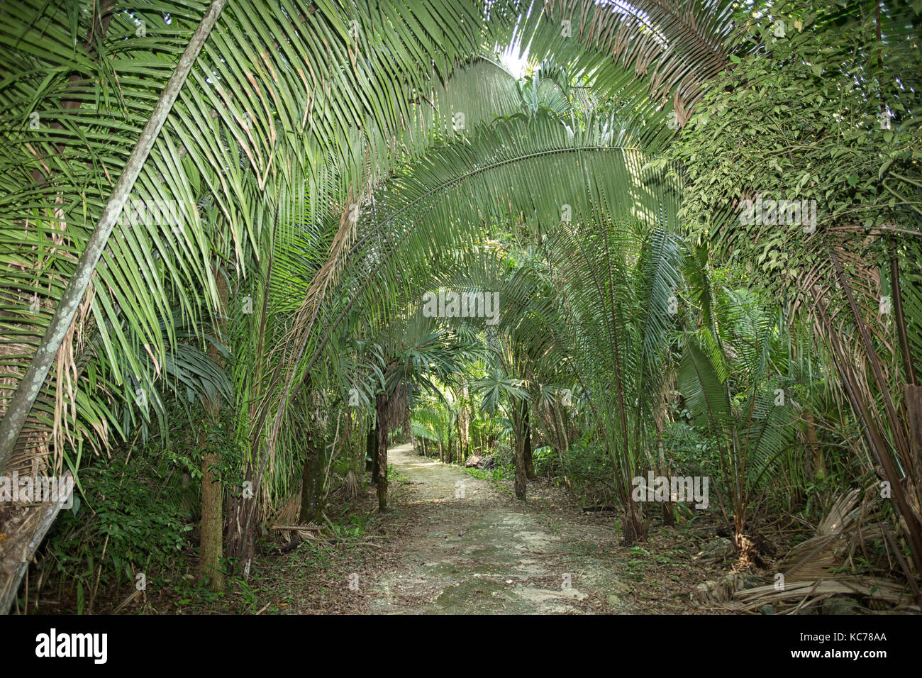 path leading through the jungle Stock Photo - Alamy