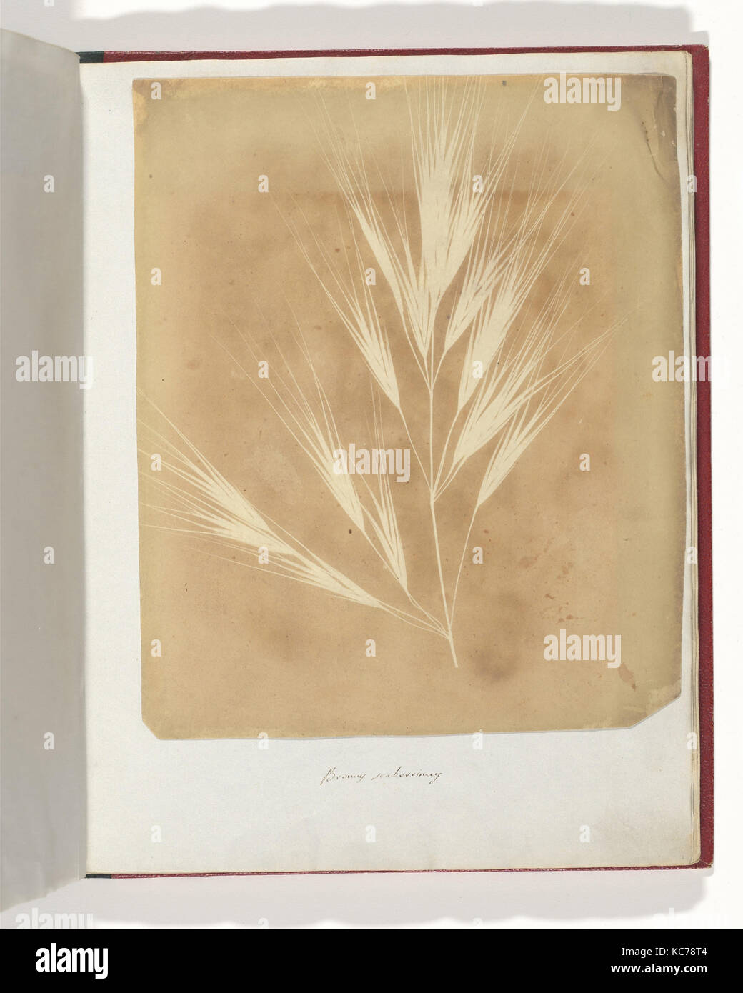 Bromus Maximus, Genoa, William Henry Fox Talbot, 1839 Stock Photo - Alamy