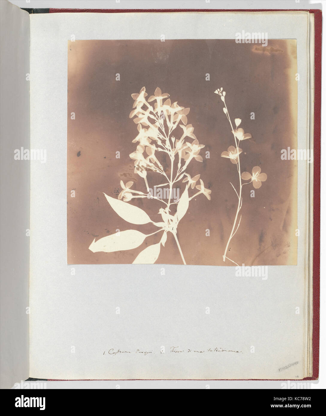 Heliophila, 1839, Photogenic drawing, 17.3 x 17.5 cm (6 13/16 x 6 7/8 ...