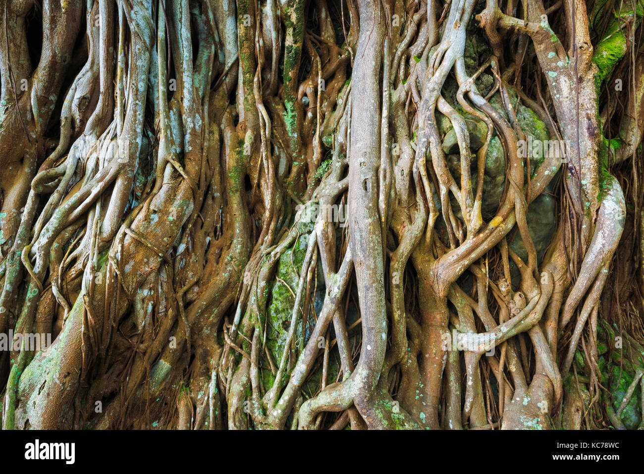 Tree roots, Onomea Bay, Hamakua Coast, The Big Island, Hawaii USA Stock ...