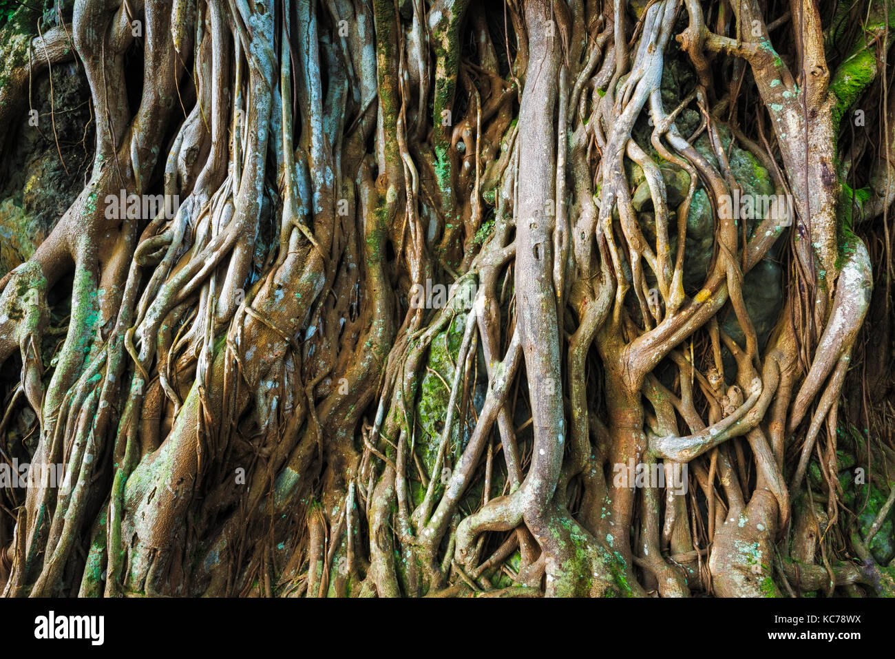 Tree roots, Onomea Bay, Hamakua Coast, The Big Island, Hawaii USA Stock ...