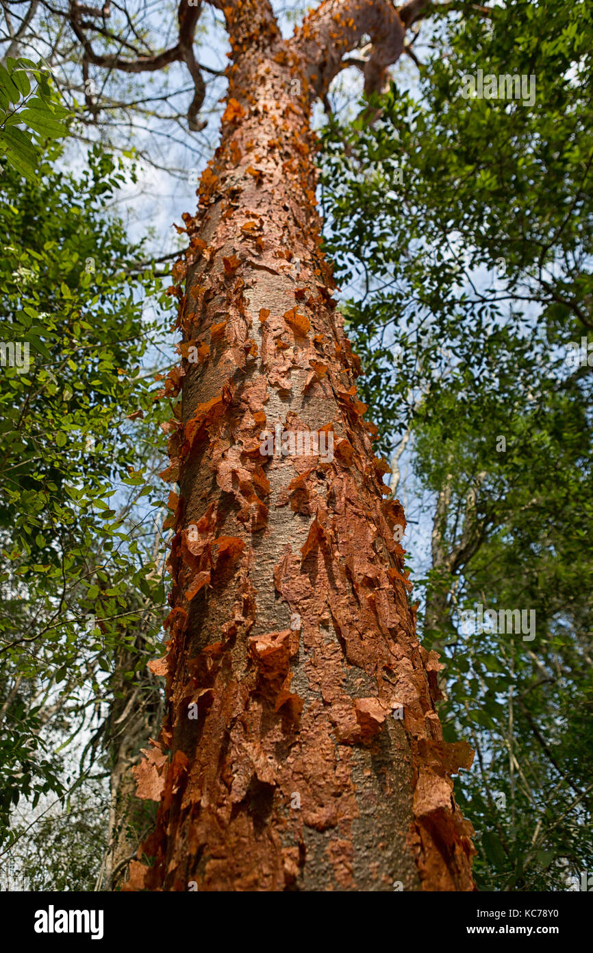 Gumbo limbo tree hi-res stock photography and images - Alamy