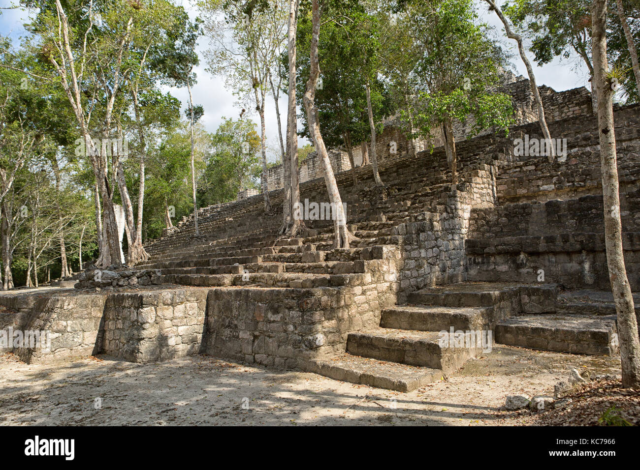trees growing out of the structures at Calakmul mayan archeological ...