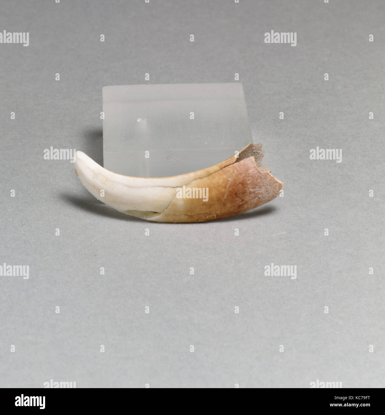 Tusks of boar, 2, Bone, .32: 1 9/16 in. (4 cm Stock Photo - Alamy