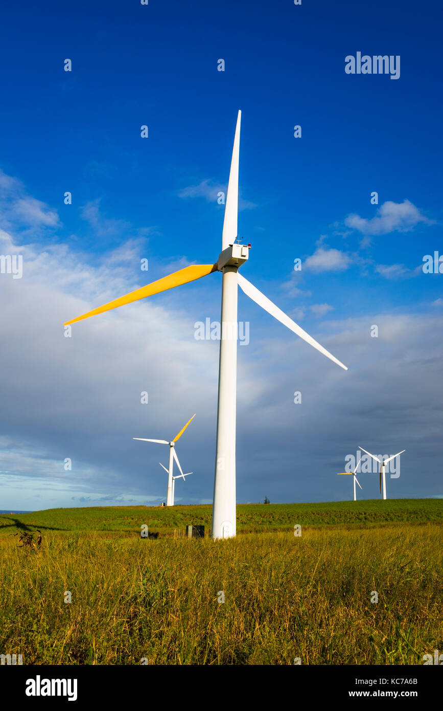 Wind turbines at the Hawi Wind Farm, Upolu Point, Hawi, The Big Island ...