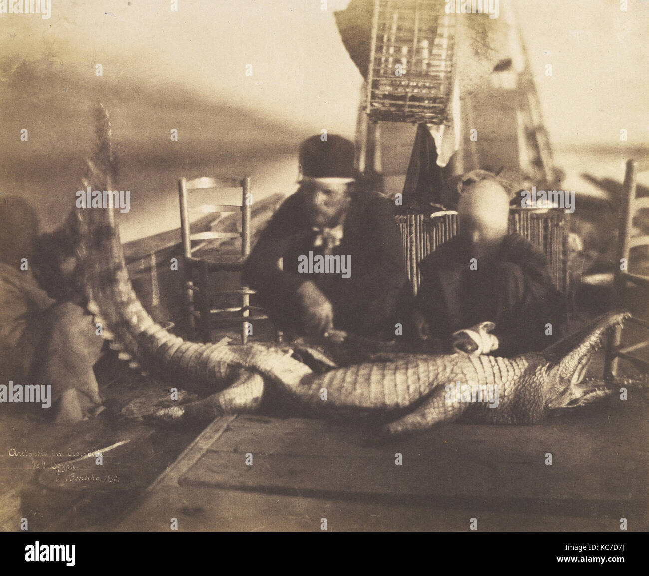 First crocodile onboard hi-res stock photography and images - Alamy