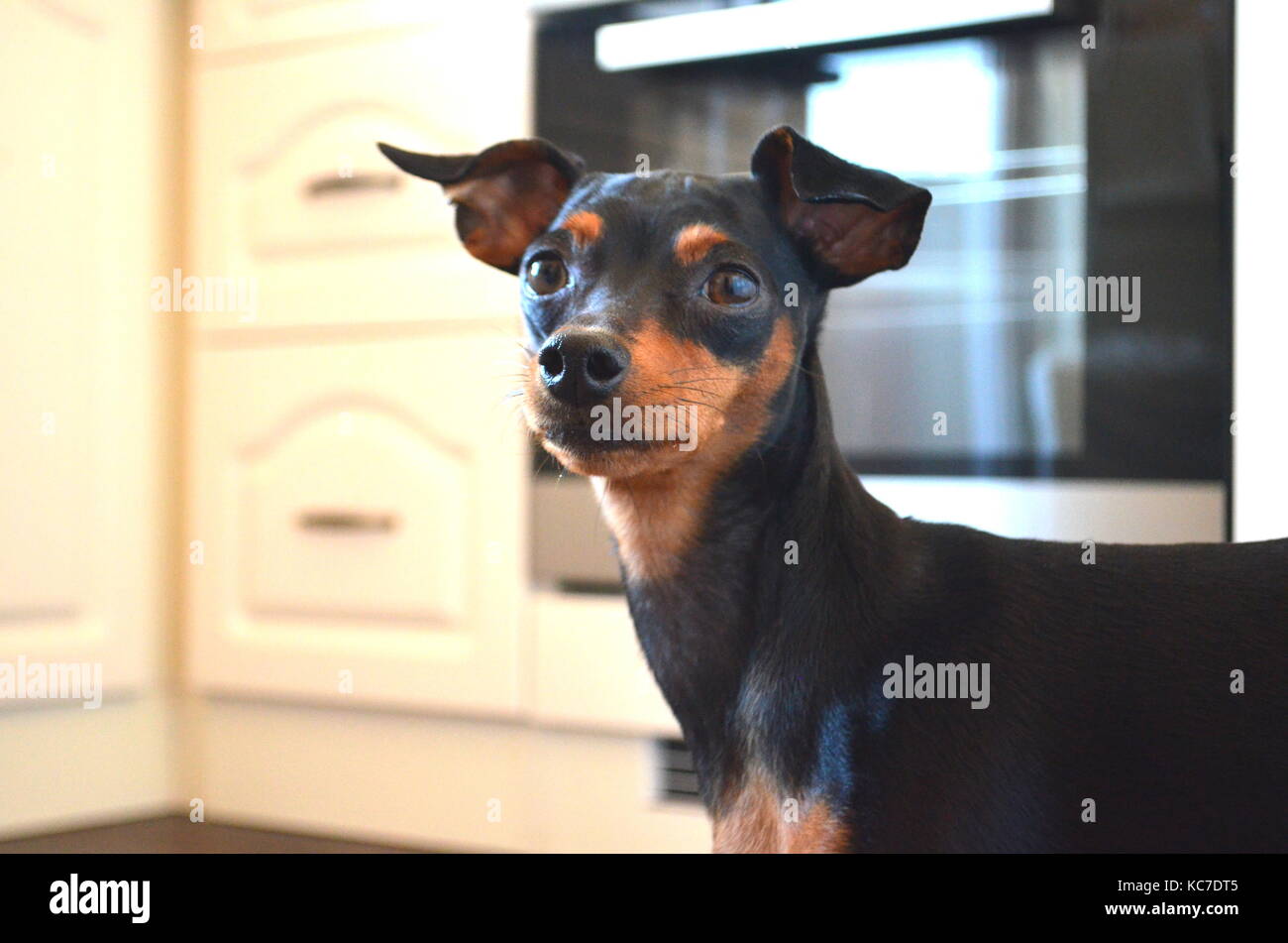 Cute miniature German dwarf pinscher pet dog in home setting. Detail of ...