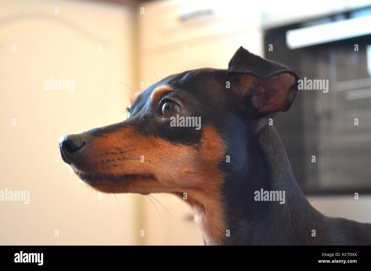Cute miniature German dwarf pinscher pet dog in home setting. Detail of ...
