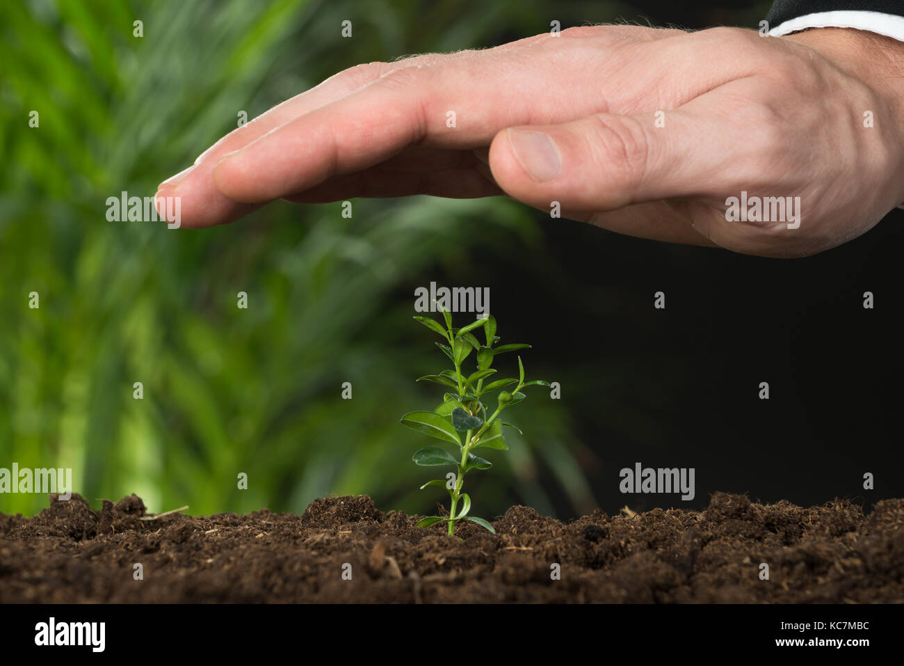 Close-up Of A Person Hand Protecting Plant On Land Stock Photo - Alamy