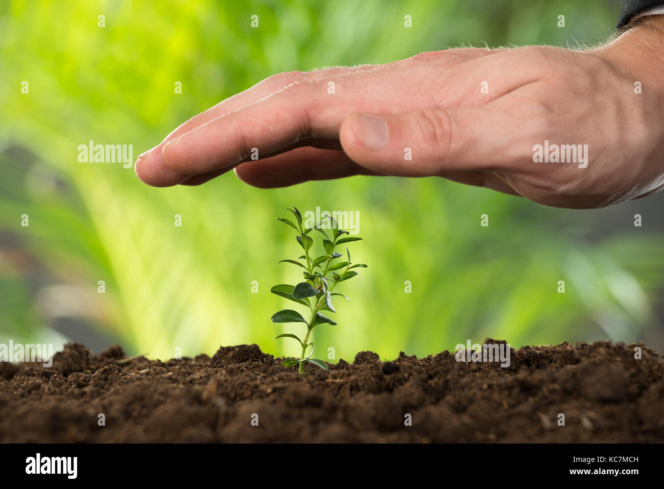 Close-up Of A Person Hand Protecting Plant On Land Stock Photo - Alamy
