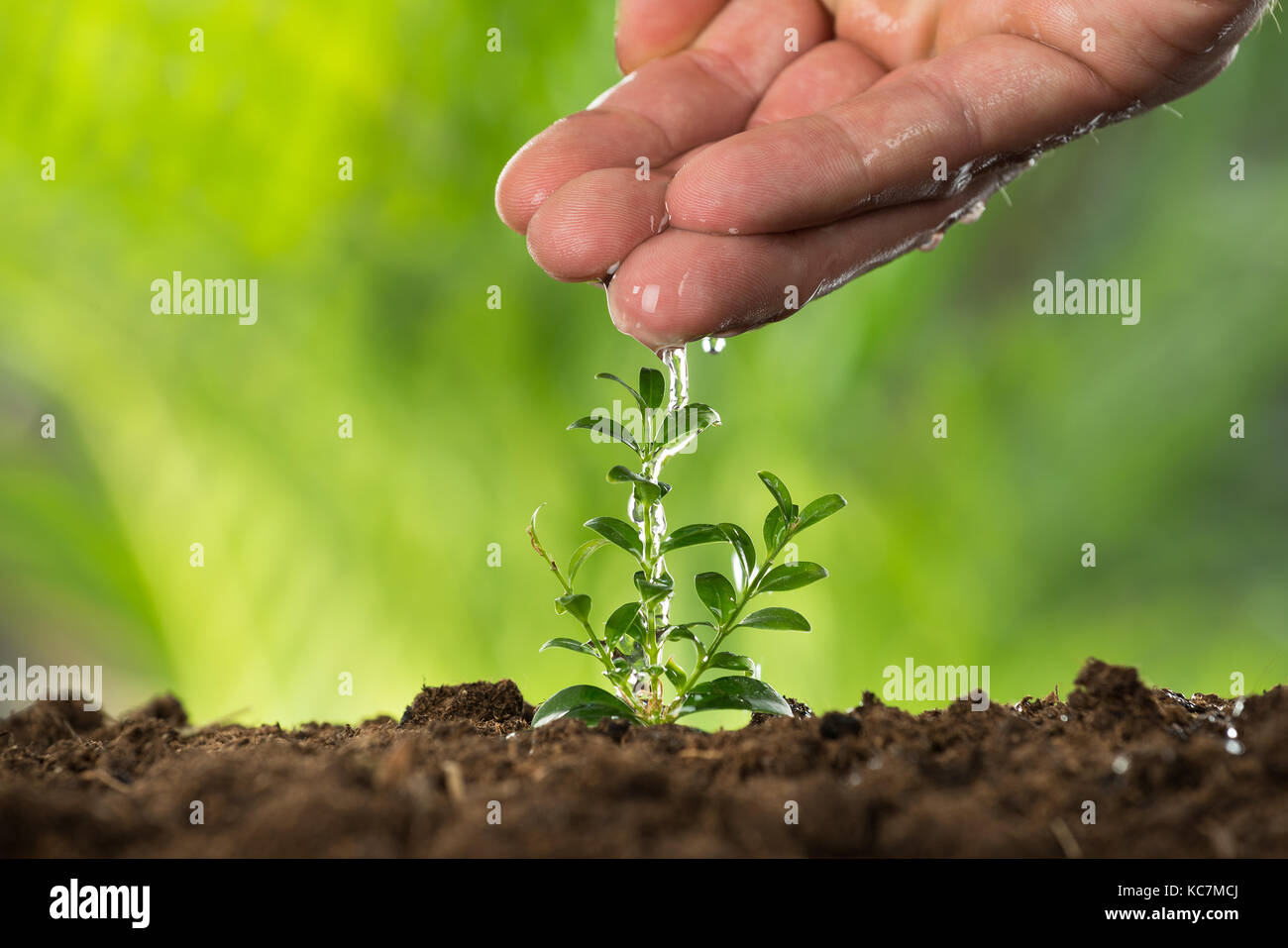 Close-up Of A Person Hand Watering To Small Plant Stock Photo - Alamy