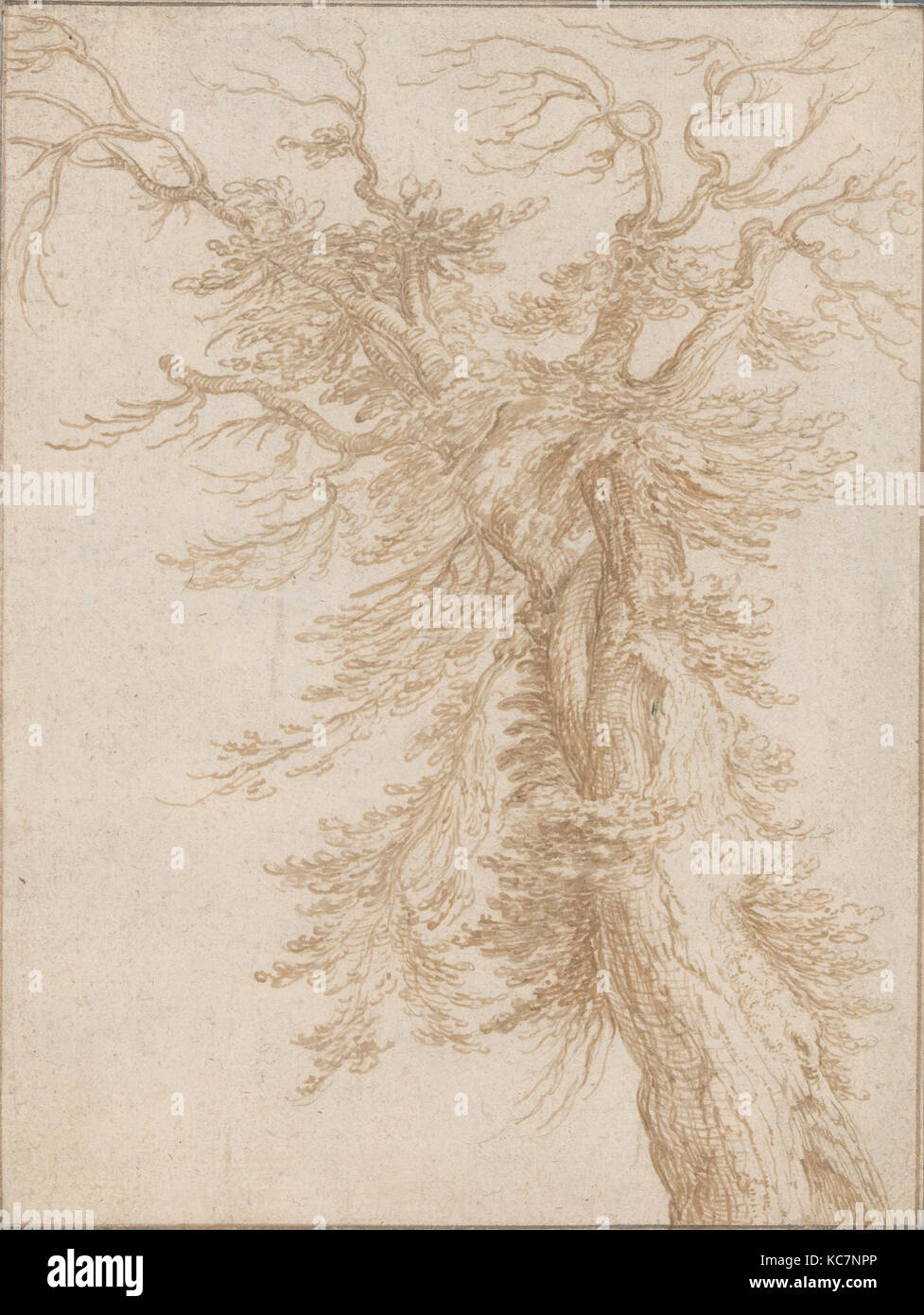 Study of a Tree, Jacques de Gheyn II, late 16th–early 17th century ...