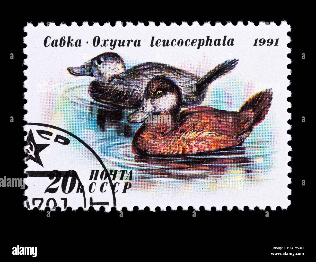 Postage stamp from the Soviet Union (USSR0 depicting a white-headed ...