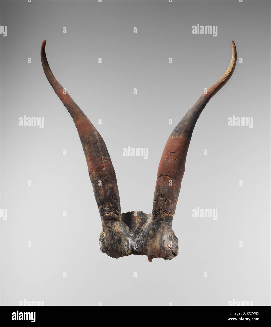 Bucrania skulls with antlers, Second Intermediate Period, Dynasty 14–17 ...