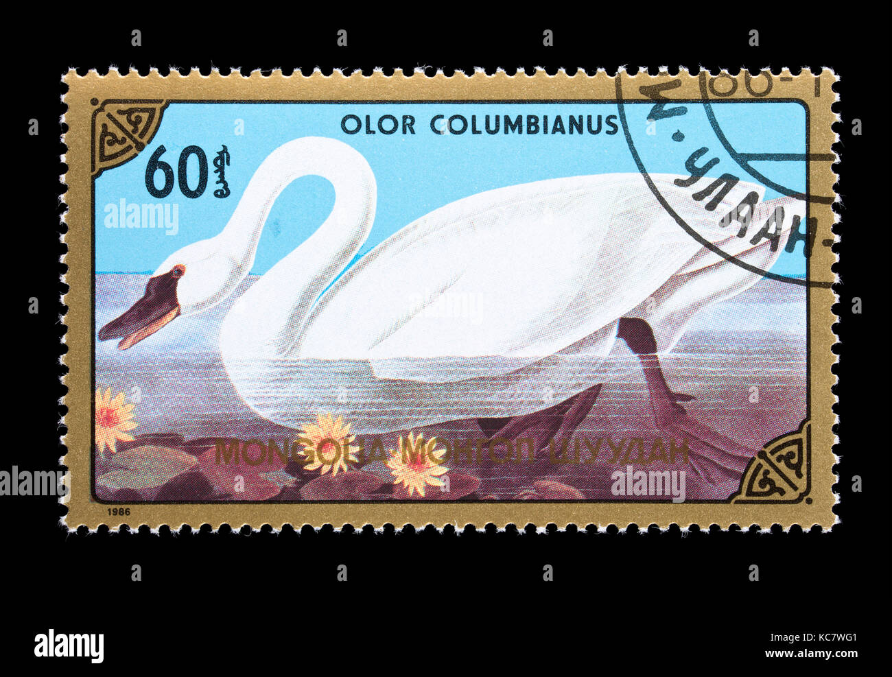 Postage stamp from Mongolia depicting a tundra swan (Cygnus columbianus ...