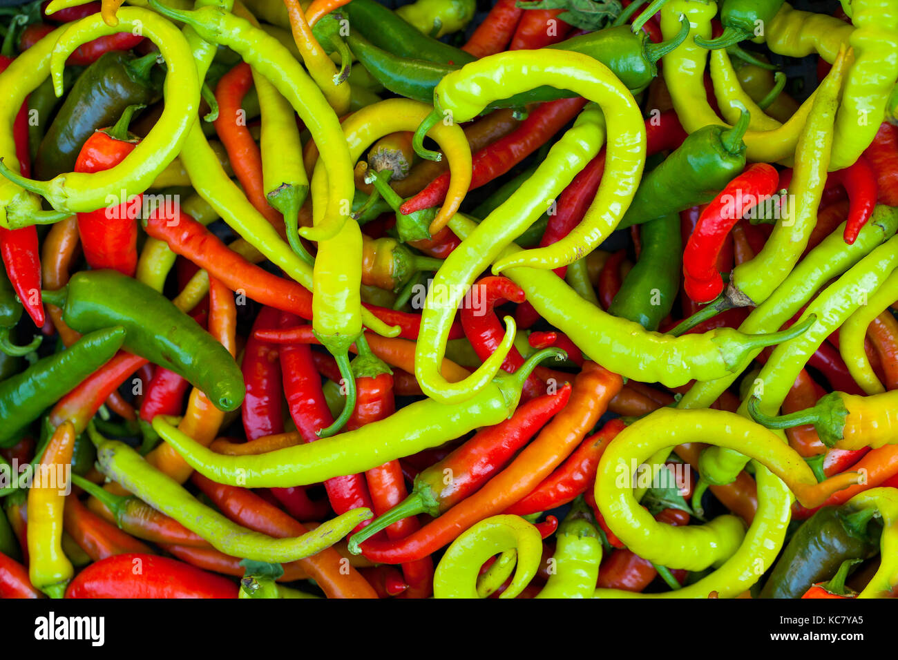 Ripe red and green hot peppers after harvesting - colorful bio ...