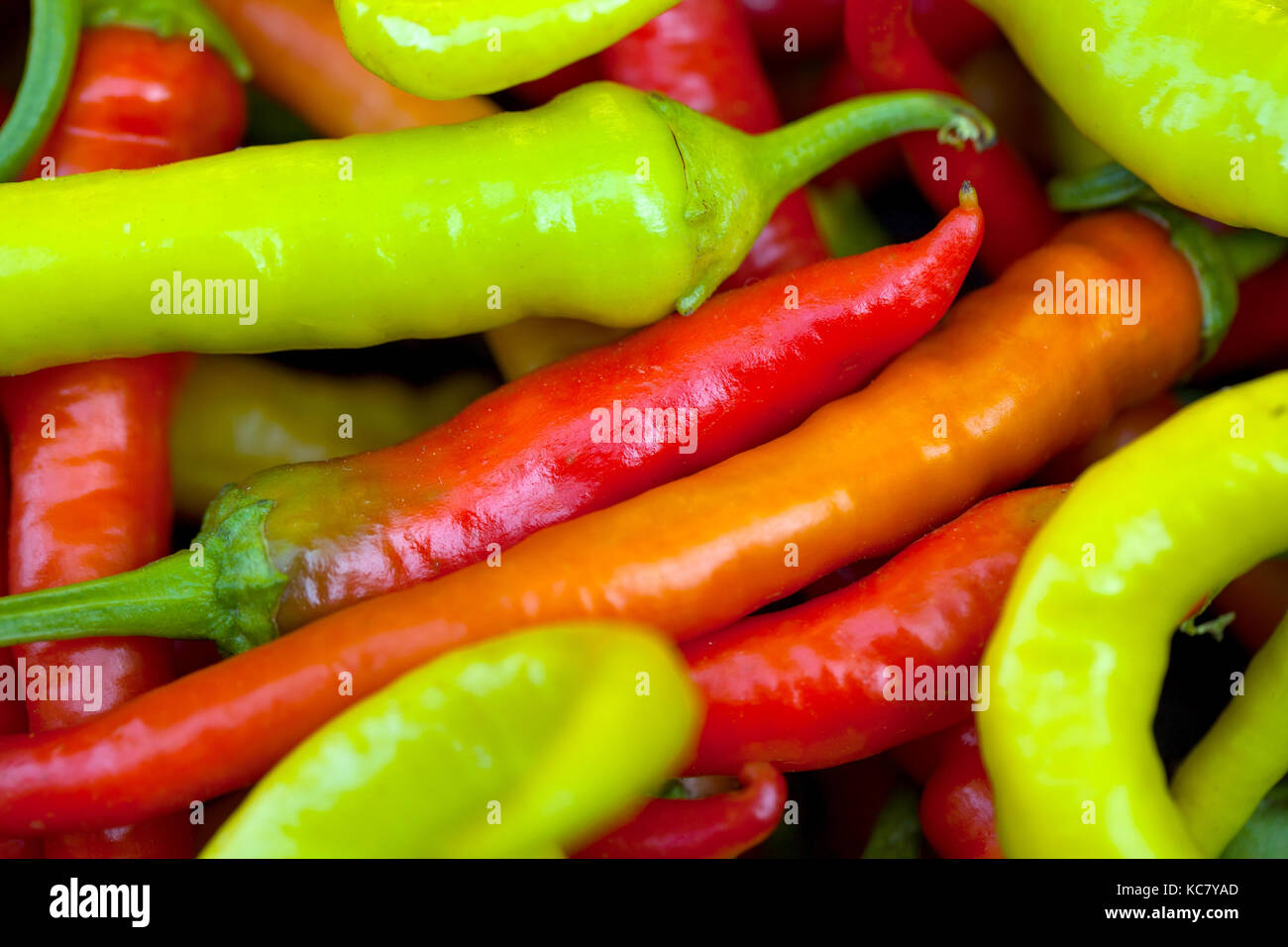 Ripe red and green hot peppers after harvesting - colorful bio ...