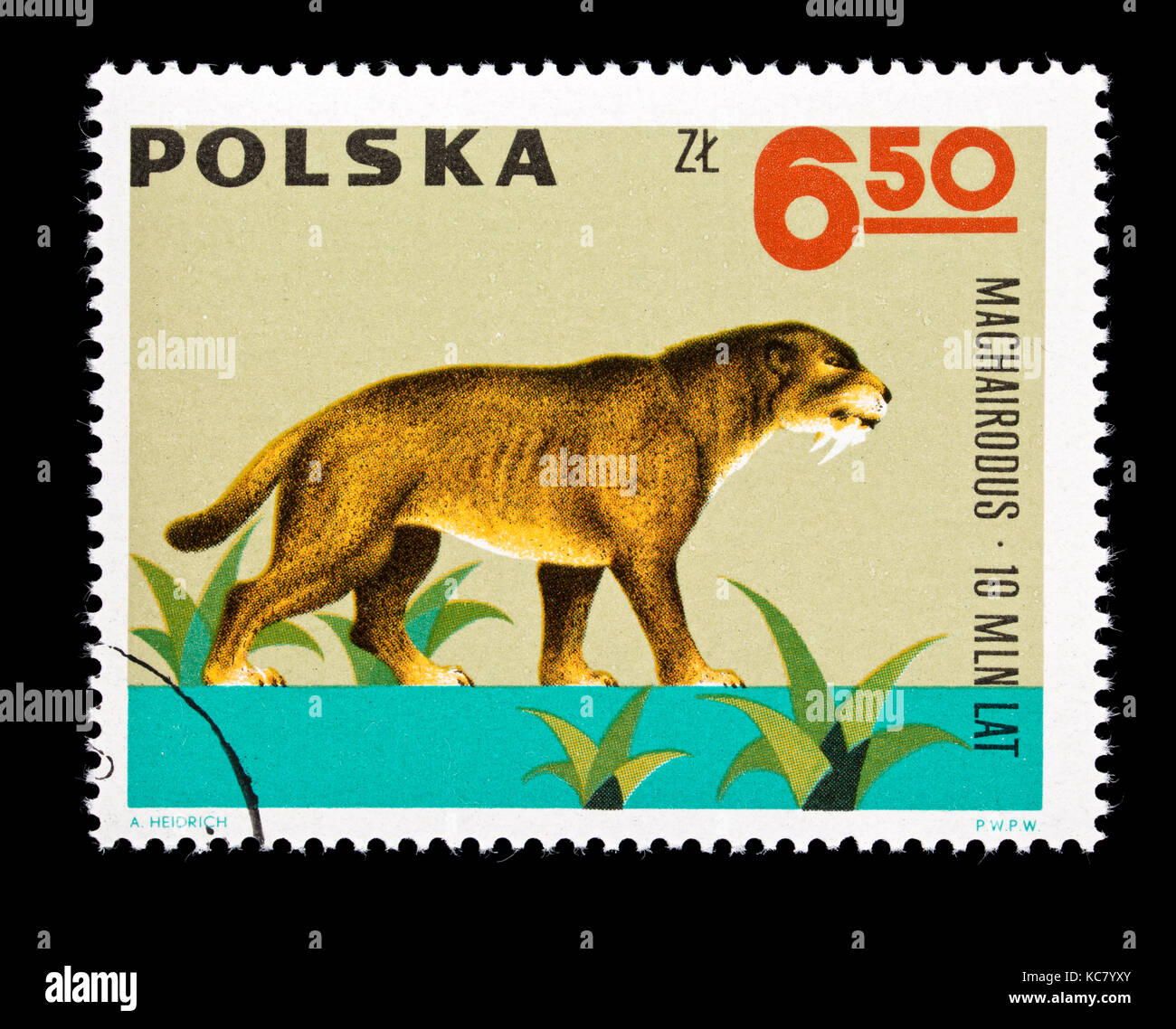 Postage stamp from Poland depicting machairodus Stock Photo - Alamy