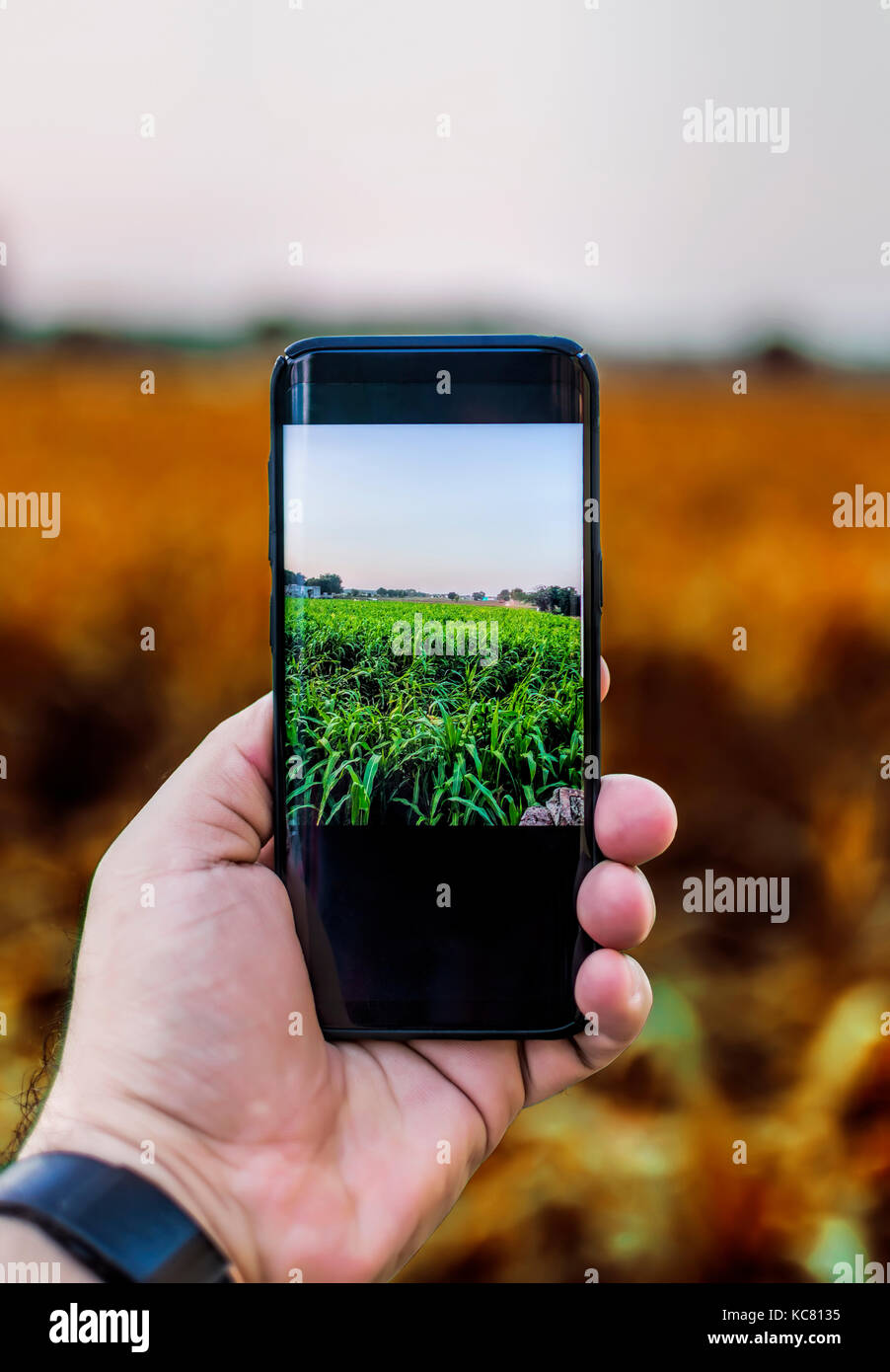 Beautiful fields seen through mobile / smartphone on the landscape ...