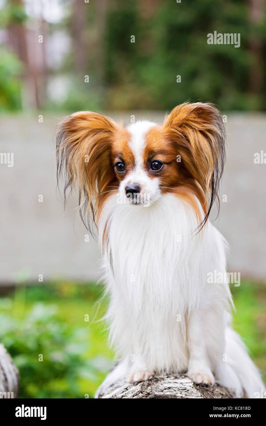 Portrait of a papillon purebreed dog with grass behind Stock Photo - Alamy