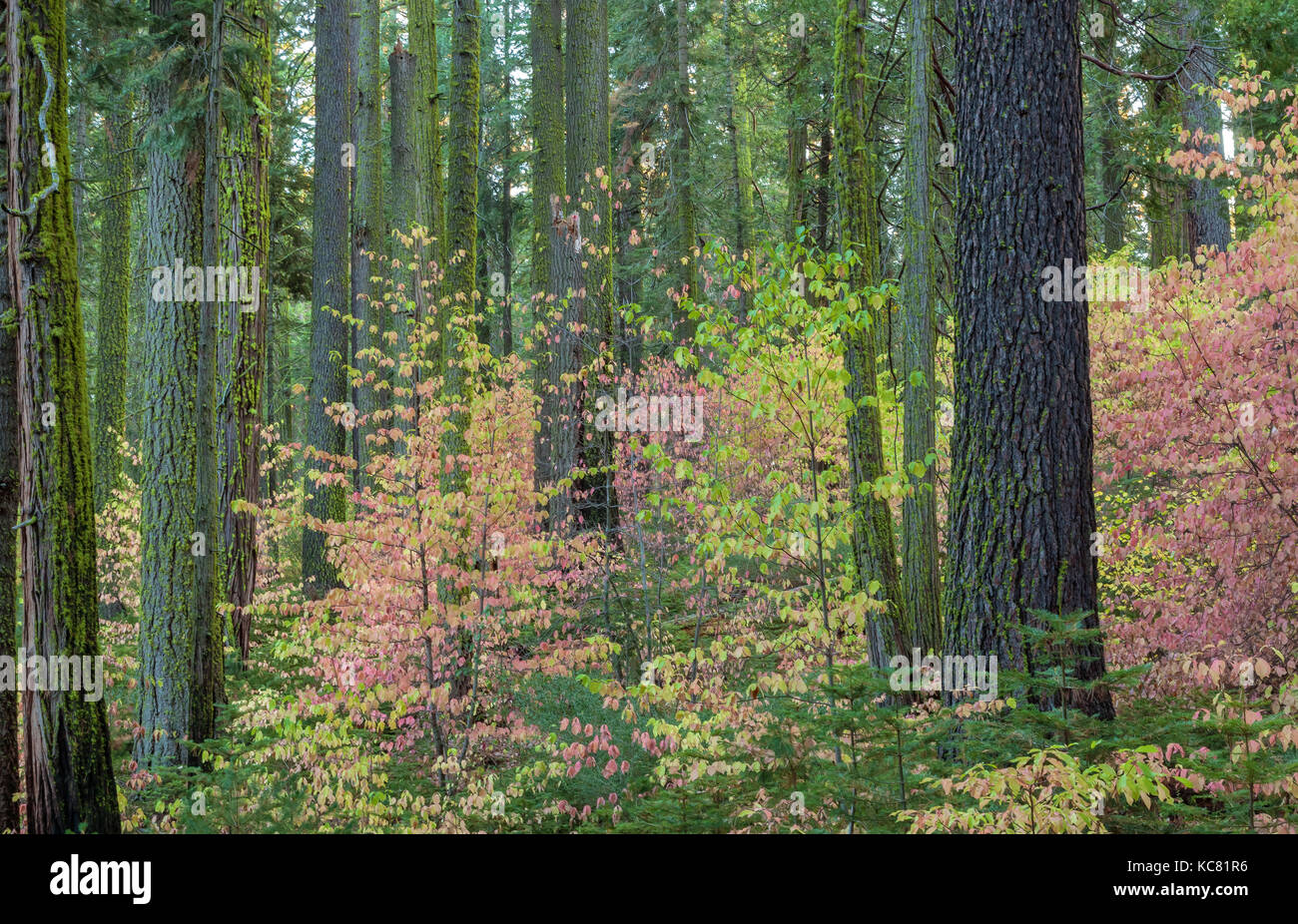 Green moss covering the pine trees trunks and the fall foliage of the ...