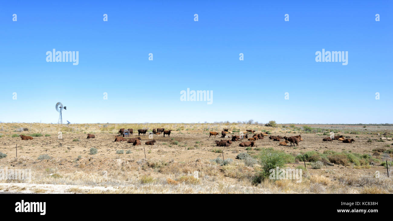 Cattle sitting in an arid paddock during a drought near Winton, Central ...