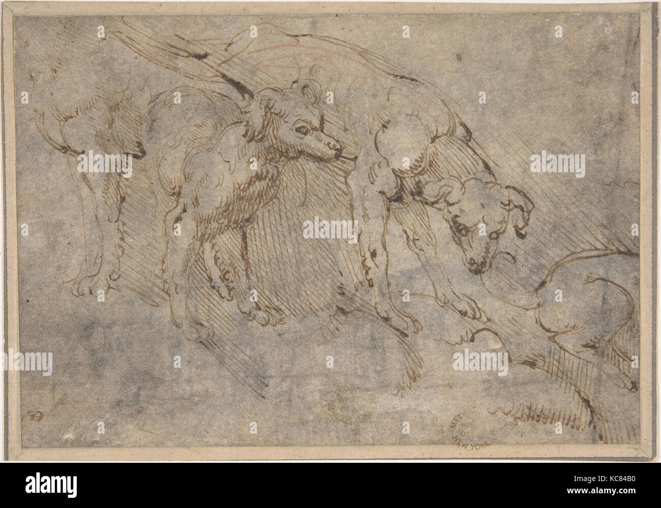 Studies of a Dog, Anonymous, Netherlandish, 16th century Stock Photo ...