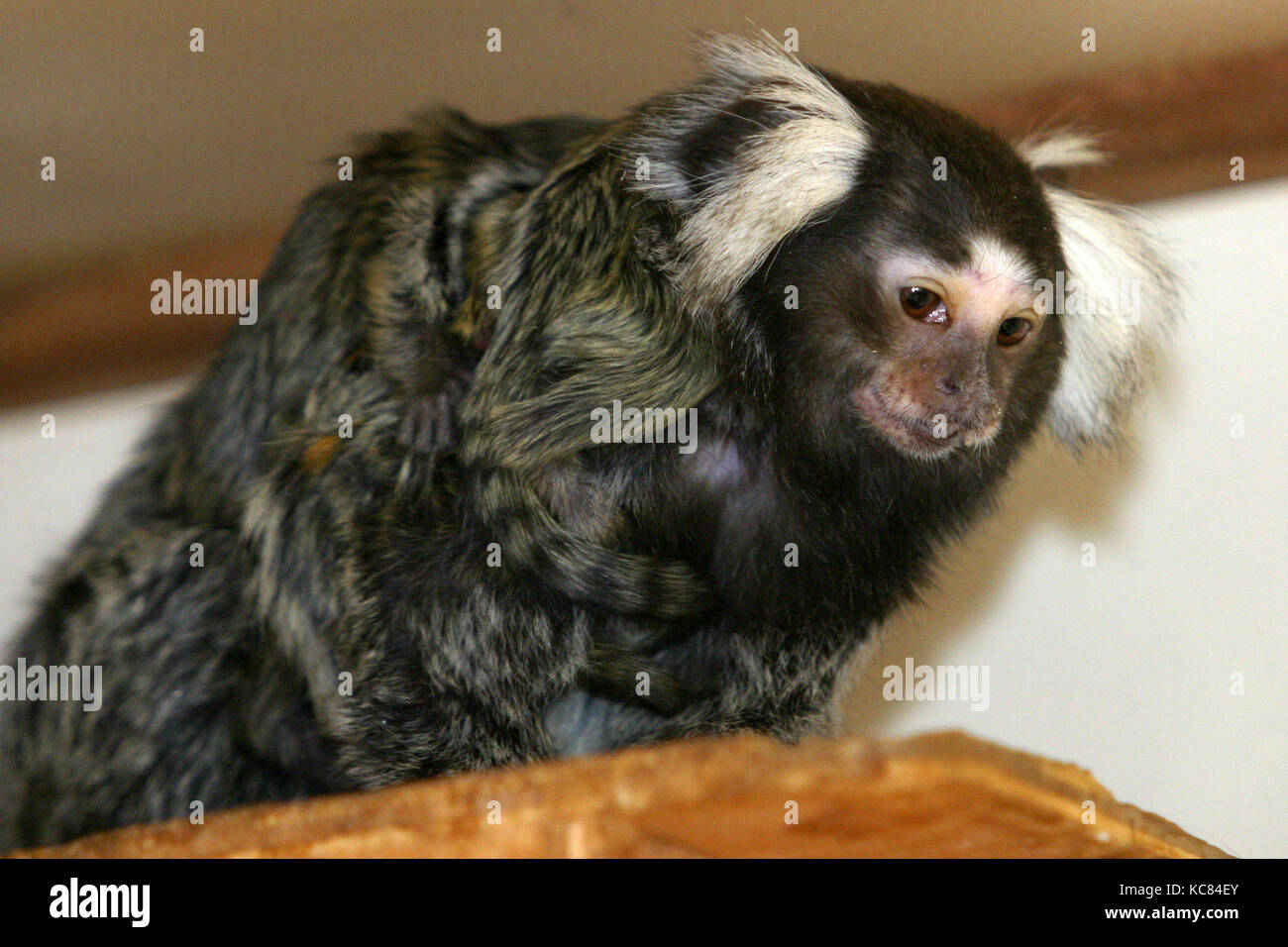 Callithrix jacchus common marmoset hi-res stock photography and images ...