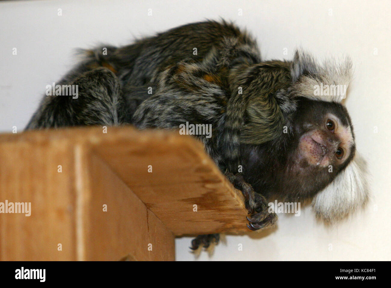 Common marmoset, New World monkey, Callithrix jacchus Stock Photo - Alamy