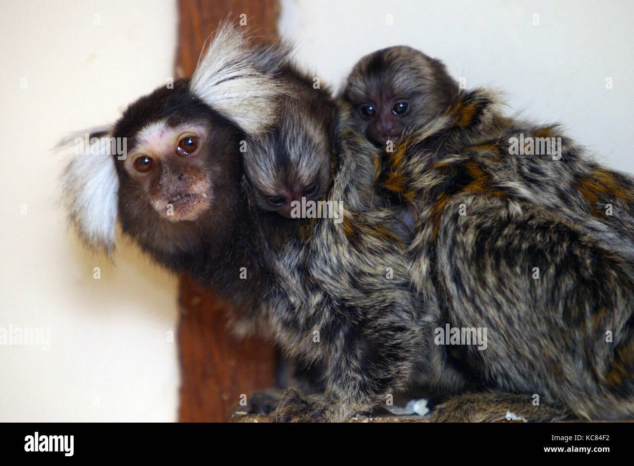Common Marmoset