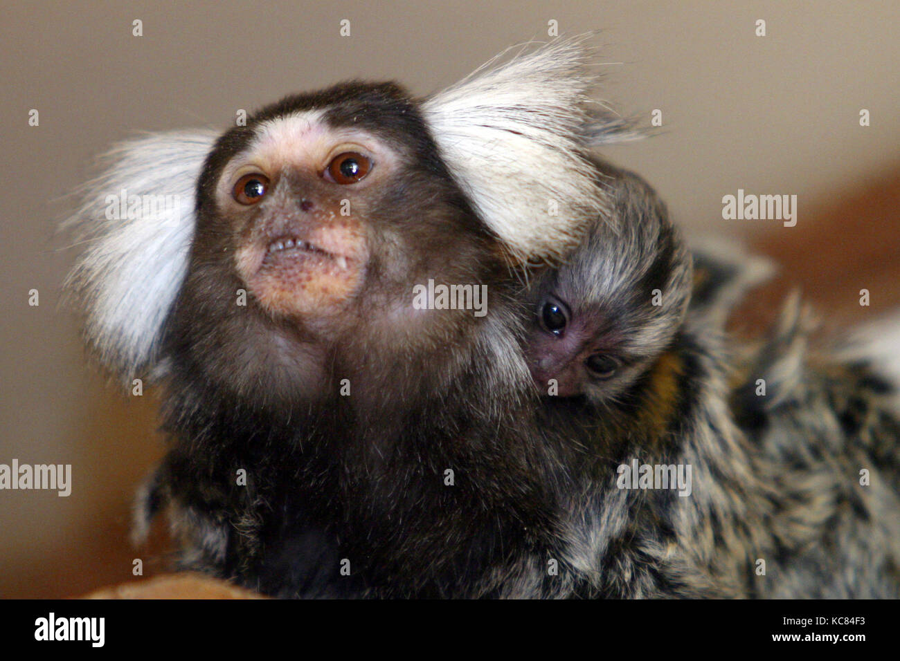 Common Marmoset Baby