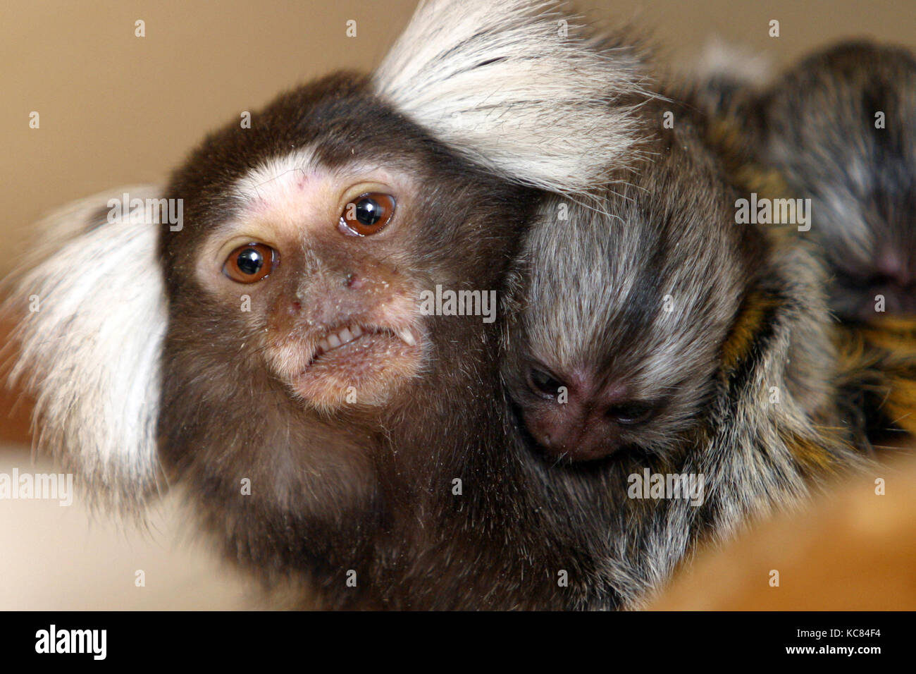Common Marmoset Baby