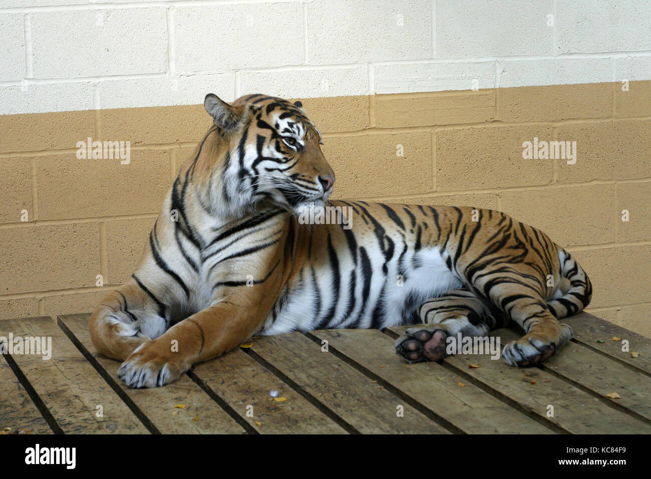 Sumatran tiger, lying full length Stock Photo - Alamy