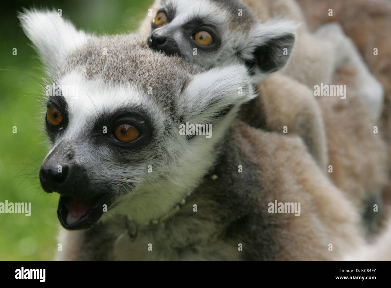 Ring tailed lemur family, Lemur catta,mother and babies Stock Photo - Alamy
