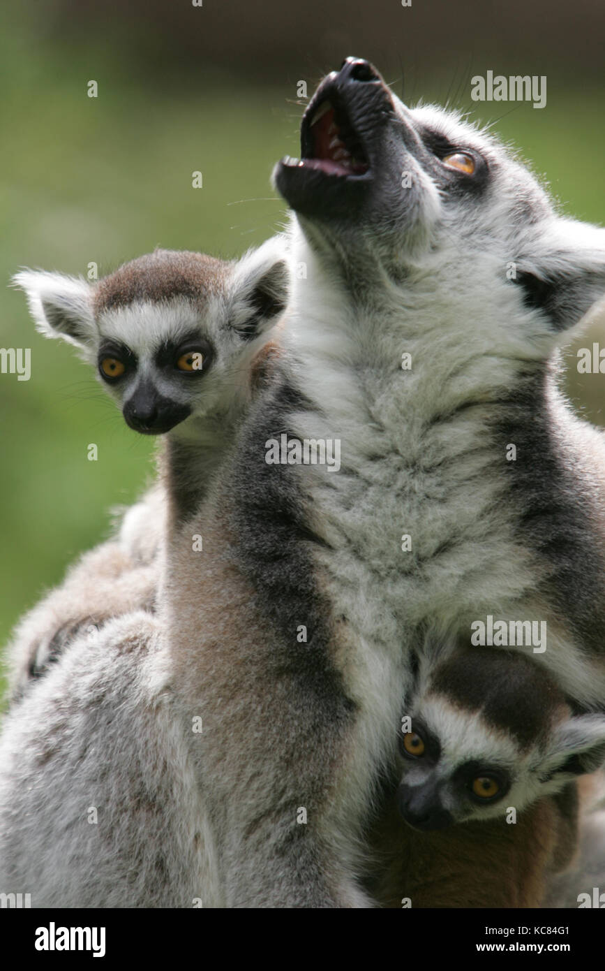 Ring tailed lemur family, Lemur catta,mother and babies Stock Photo - Alamy