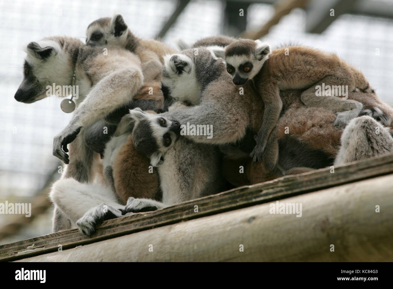 Ring tailed lemur family, Lemur catta,mother father and babies, family ...