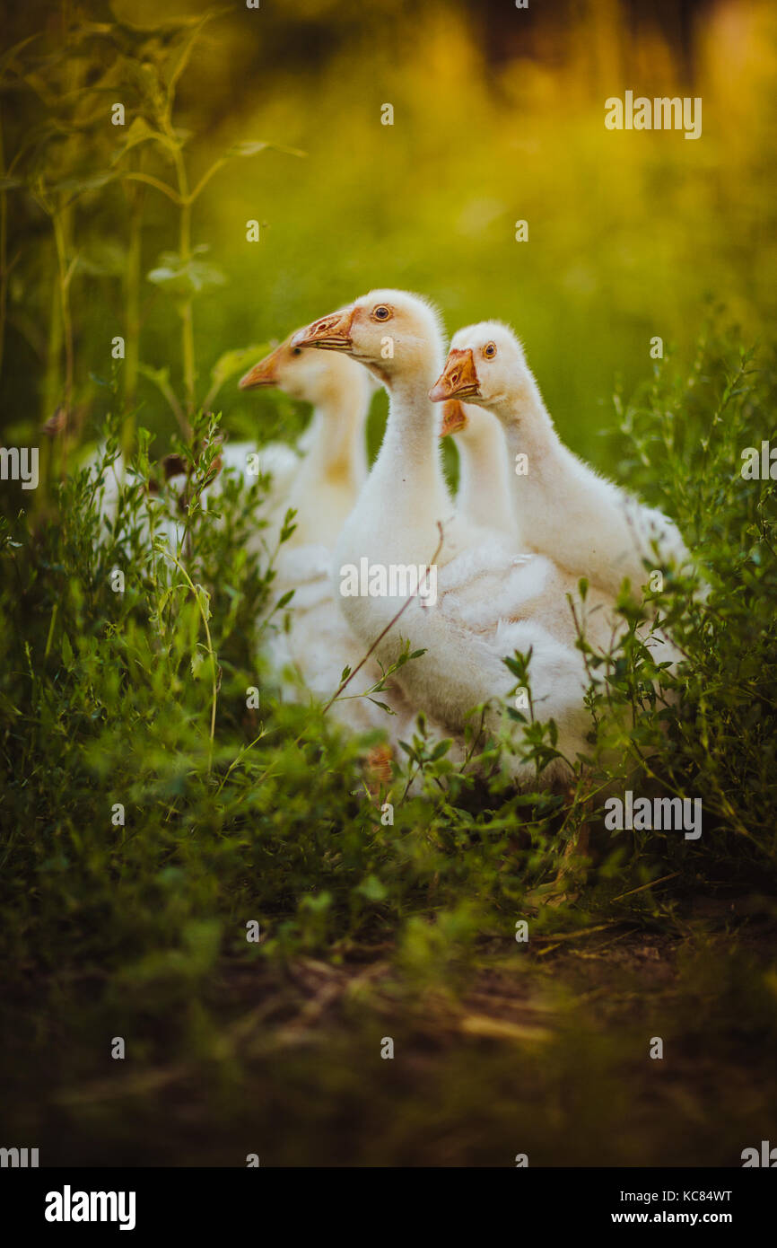 Five young goose together sit in the grass Stock Photo - Alamy
