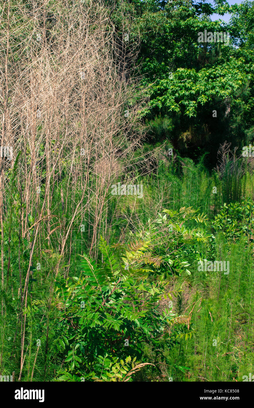 Bushes at Norfolk Botanical Garden Stock Photo - Alamy
