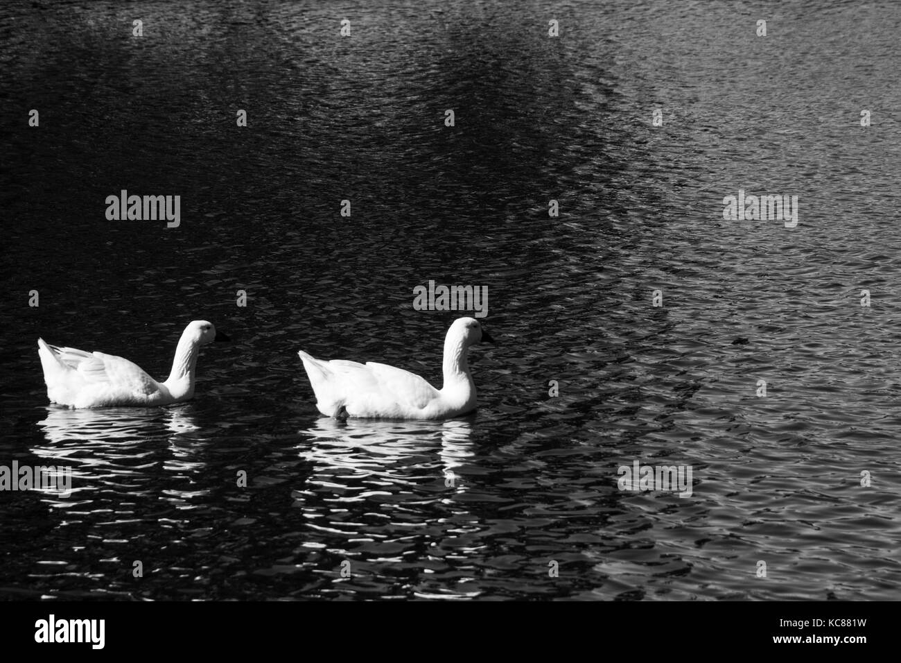 Busbys pond centennial park hi-res stock photography and images - Alamy