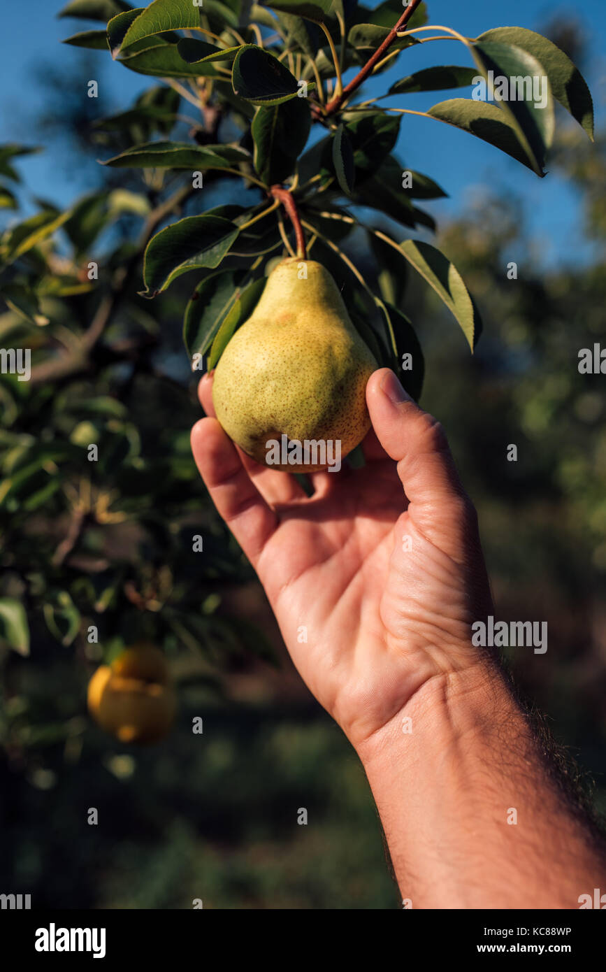 Ripening pear hi-res stock photography and images - Alamy