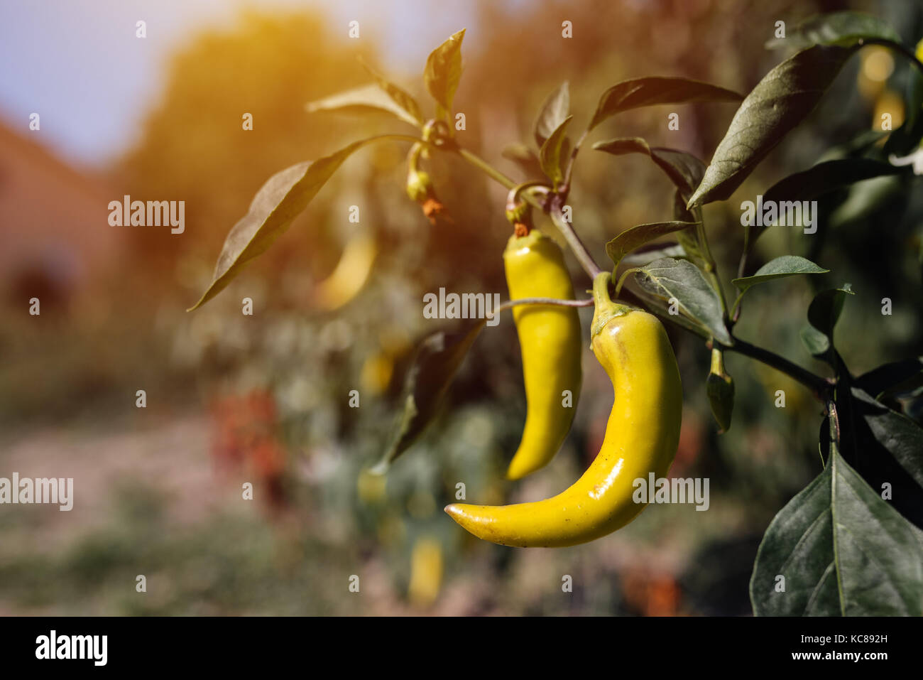 Ripe chili peppers grown in organic garden, ripening vegetable produce ...
