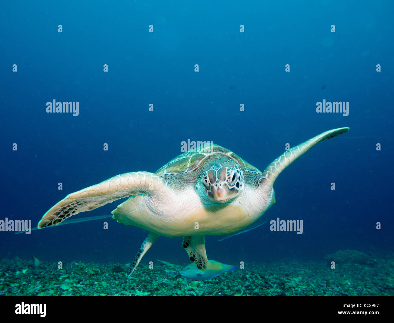 Green sea turtle underwater on a coral reef in Indonesia Stock Photo ...